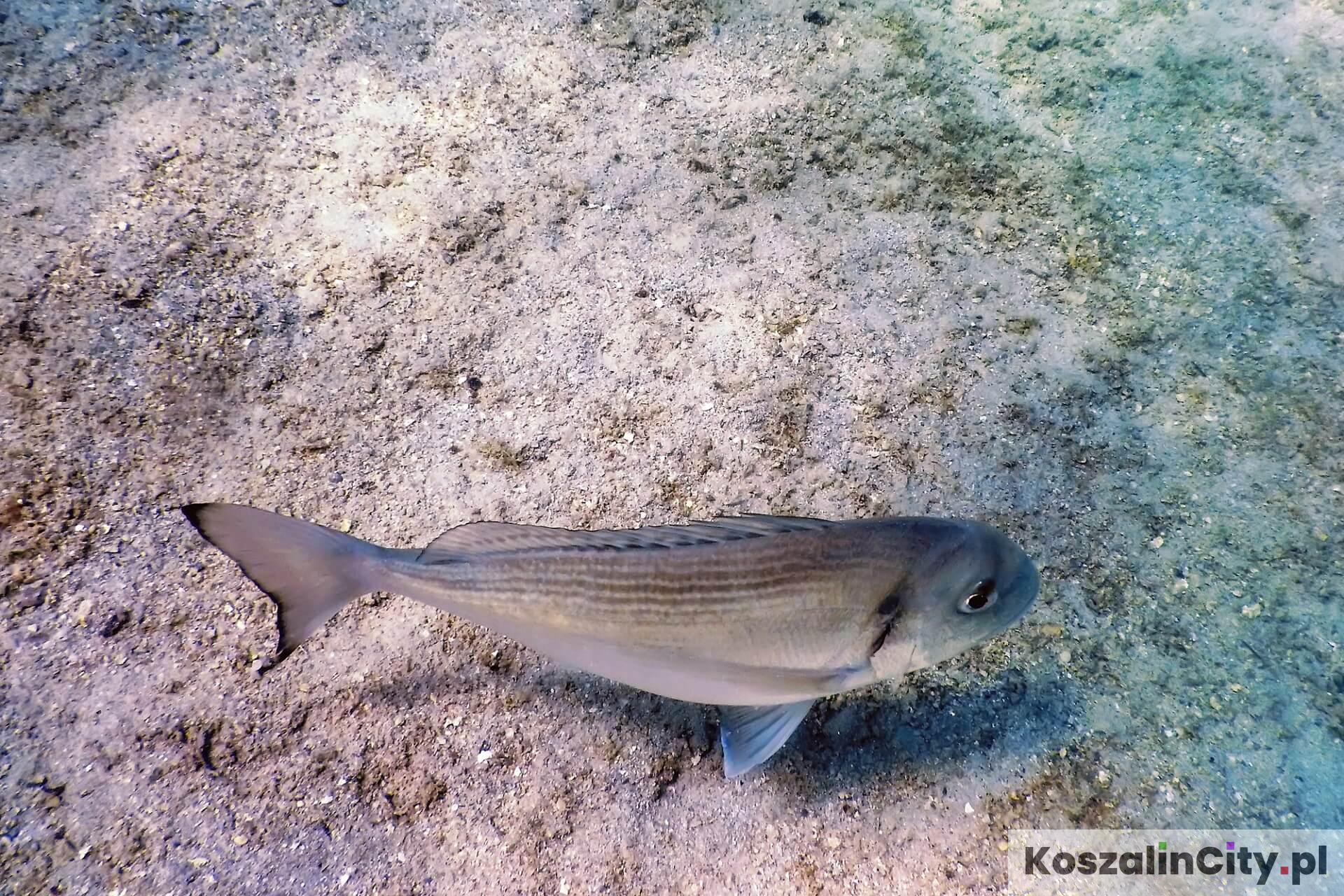 Jezioro Jamno - atrakcje, informacje i ciekawostki o Jamnie